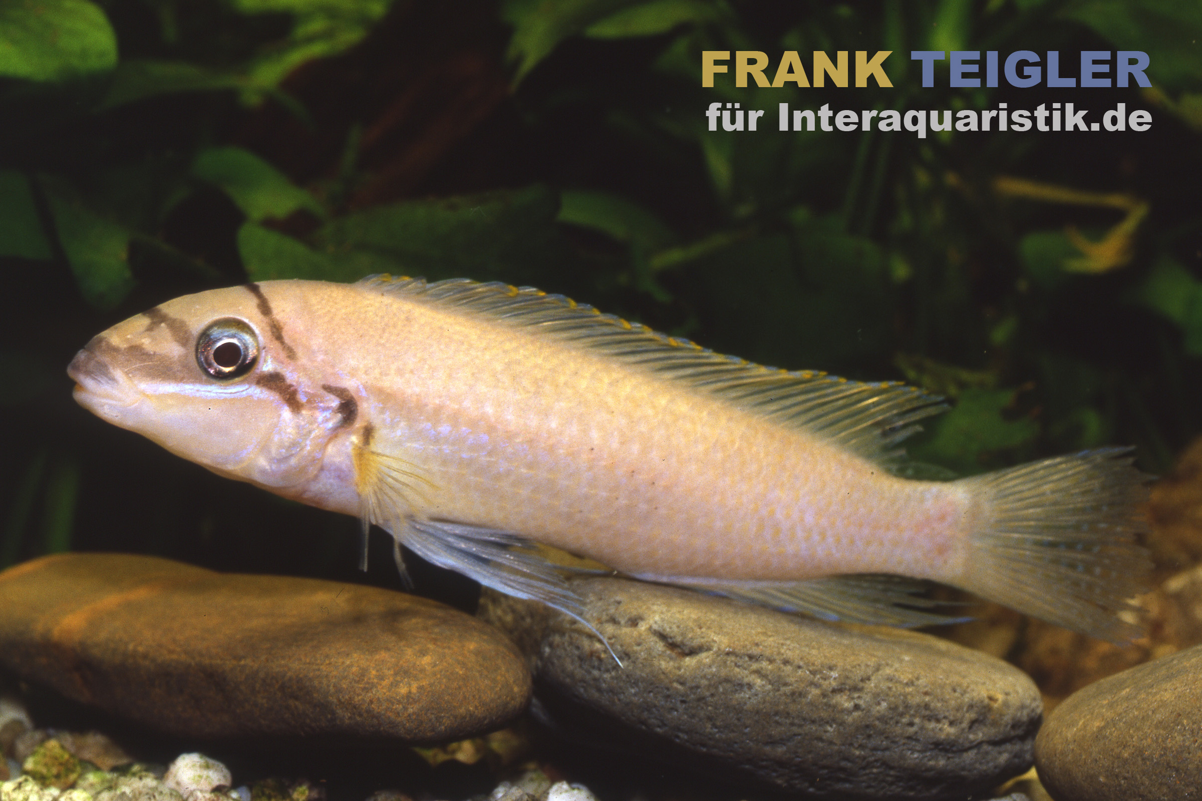 Brichards Schlankcichlide, Chalinochromis brichardi Tanganjikasee