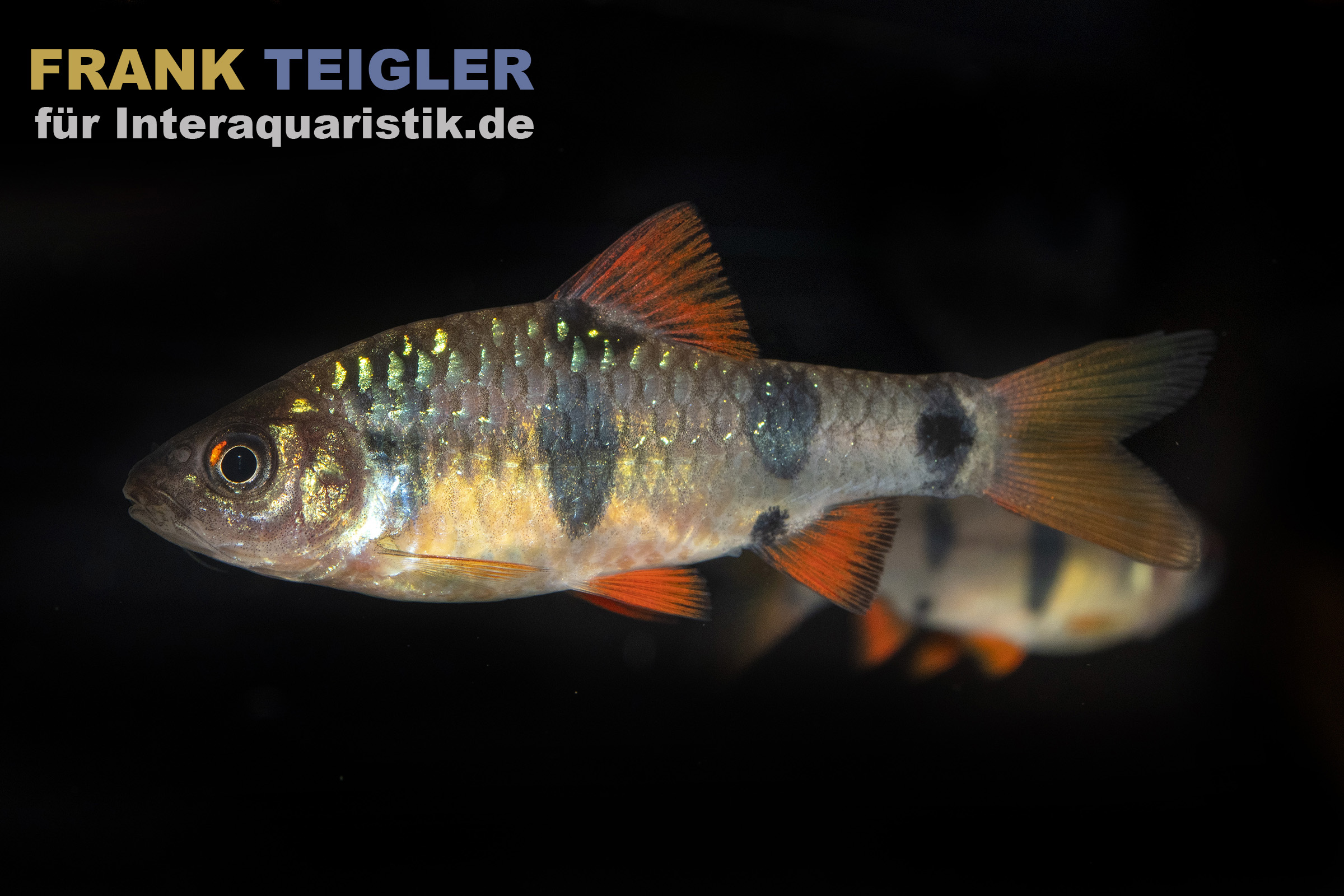 Clownbarbe, Puntius everetti kaufen für Aquarium