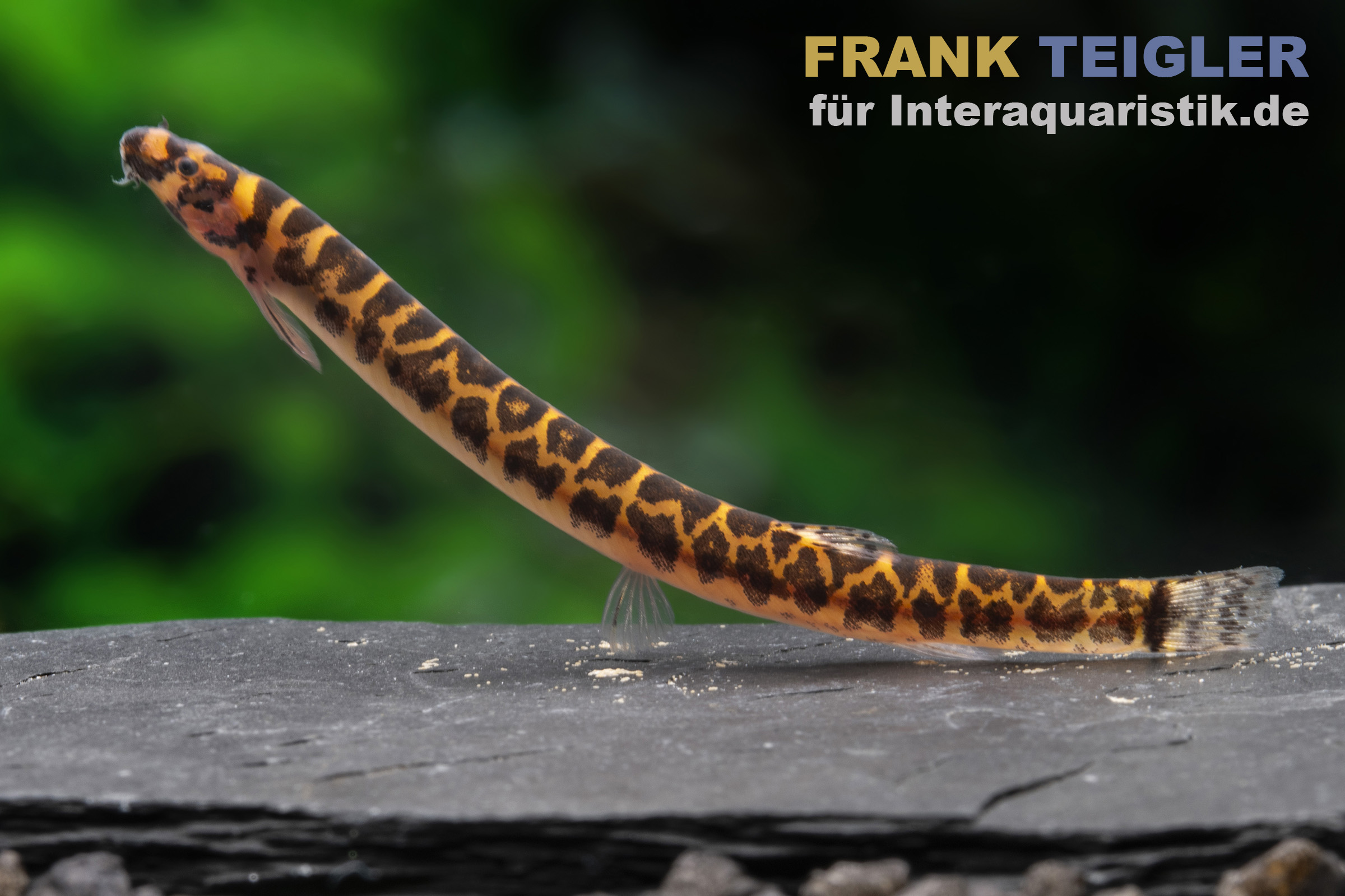 Muränen-Dornauge, Pangio muraeniformis, kaufen