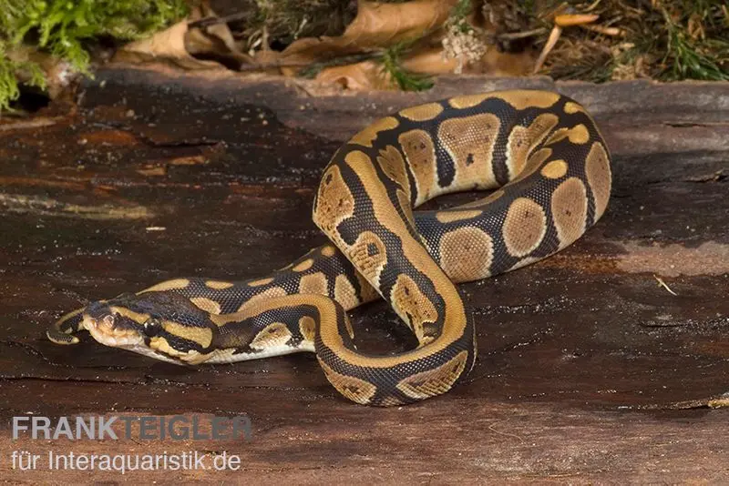 Königspython, Python regius kaufen