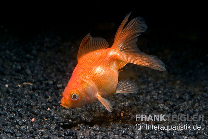 Schleierschwanz rot, Carassius auratus, Kaltwasserfische