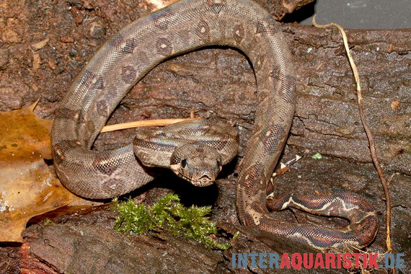 Boa constrictor imperator DNZ kaufen