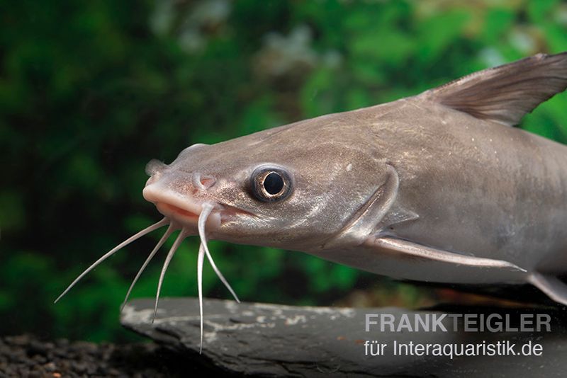 Blauer Minihai, Arius graeffei kaufen