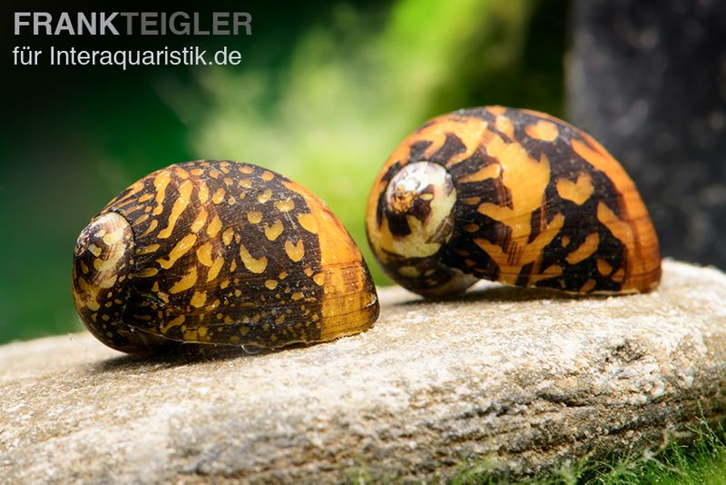 Rennschnecken kaufen - Algenbekämpfung mit bunten Wasserschnecken