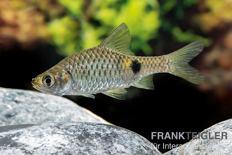 Moosbarbe, Barbus tetrazona Tiere Zierfische