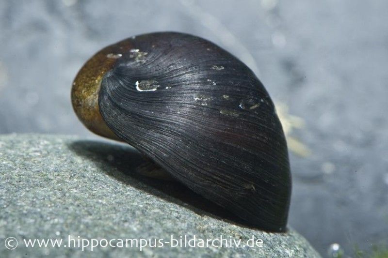 Rennschnecken kaufen - Algenbekämpfung mit bunten Wasserschnecken
