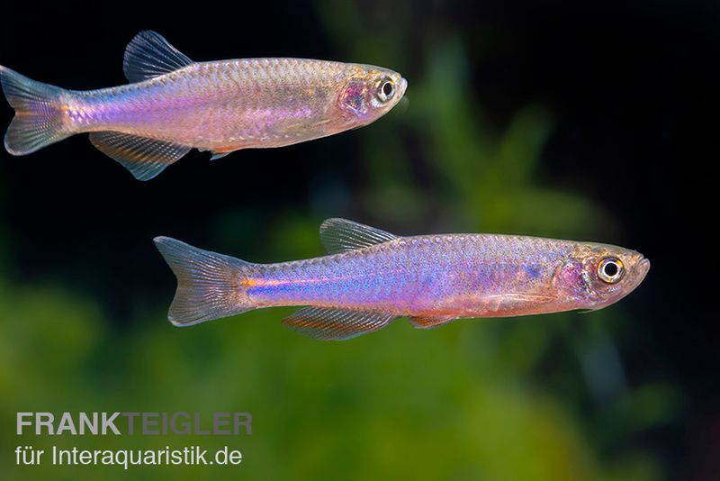 Rosenbärbling Danio roseus – farbenfroher Schwarmfisch