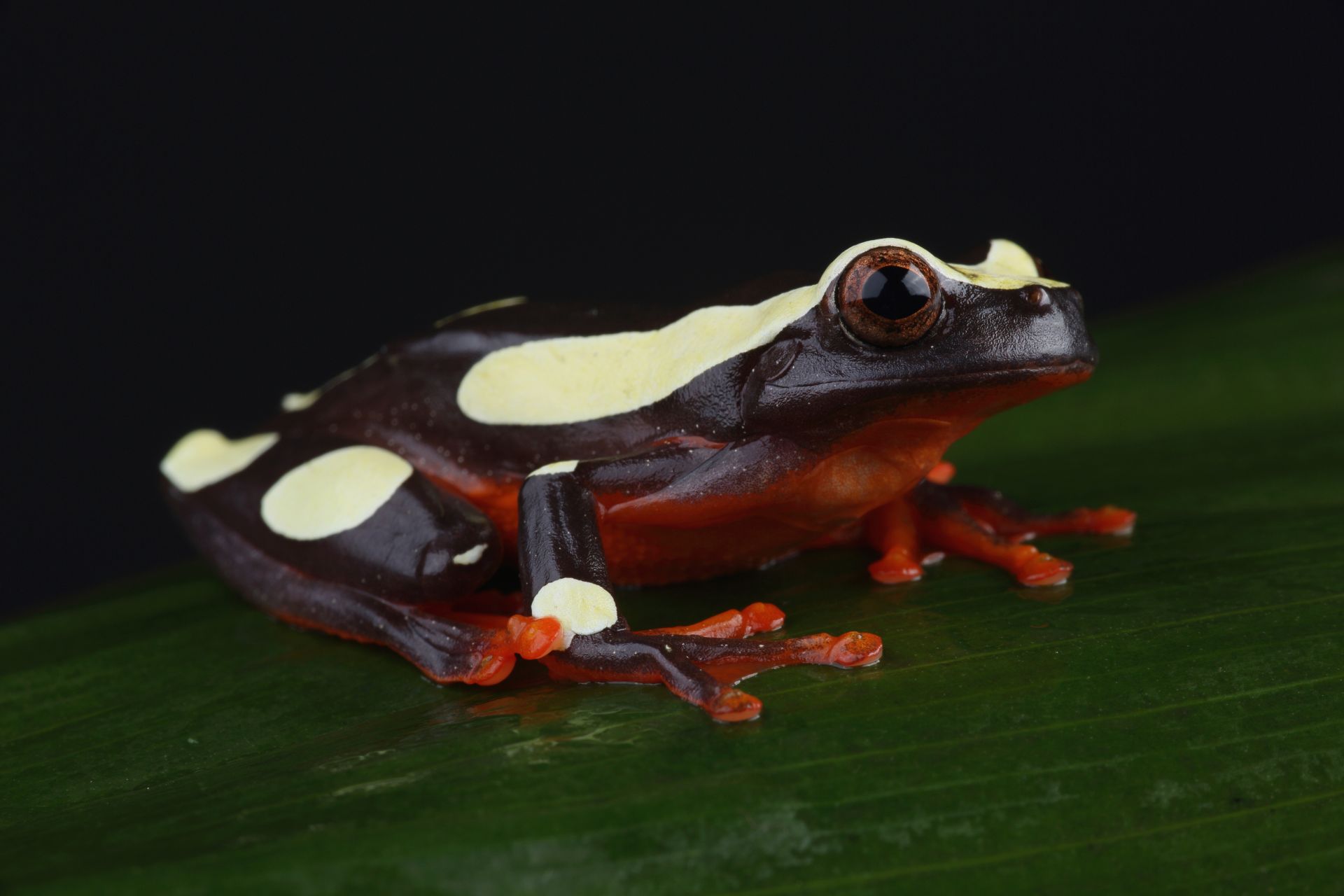 Prachtlaubfrosch aus Südamerika Dendropsophus leucophyllatus