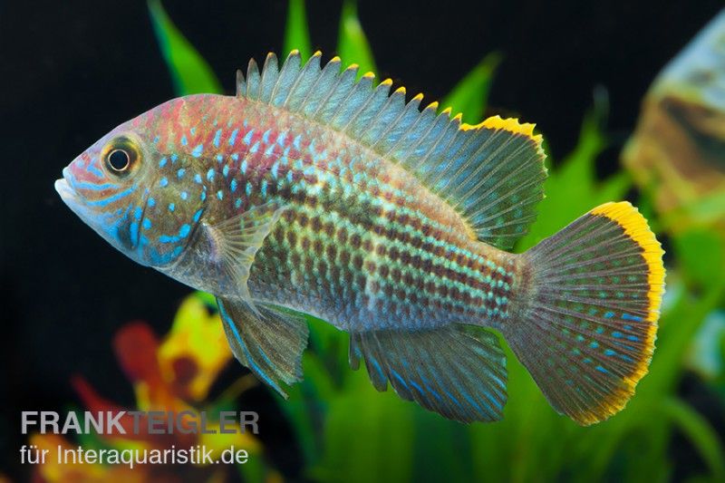 Tropheus moorii "Kaiser Ikola", DNZ Tiere Zierfische Barsche & Skalare ...