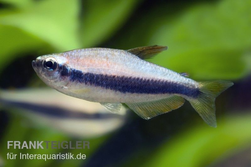 Neonsalmler, Paracheirodon innesi, kaufen, Neon Tetra
