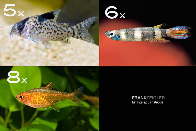 Zierfischsortimente für Einsteiger und Fortgeschrittene