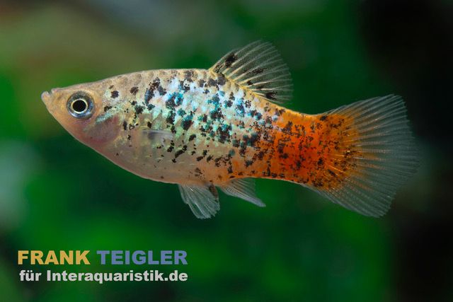 Black Molly, Poecilia sphenops, online kaufen