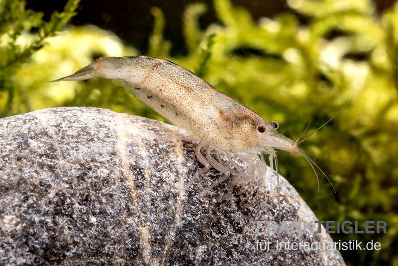 Crystal Red Garnele, Caridina cf. cantonensis Tiere Garnelen