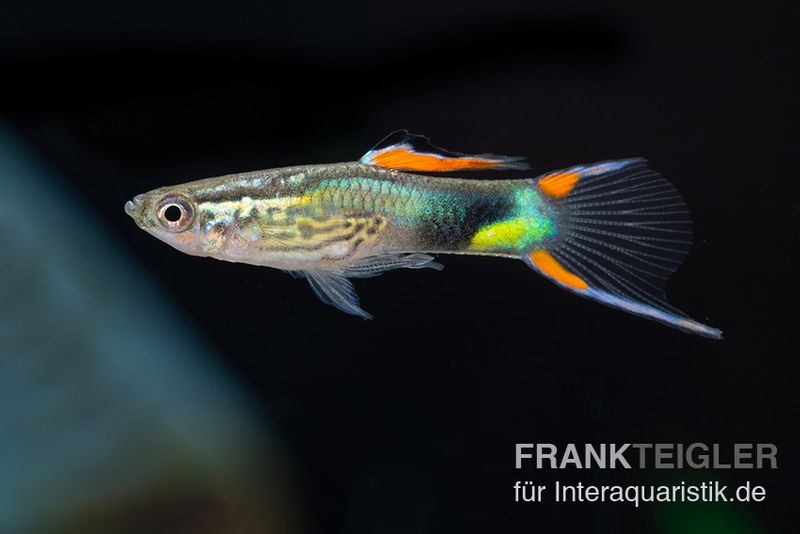 Endler-Guppys