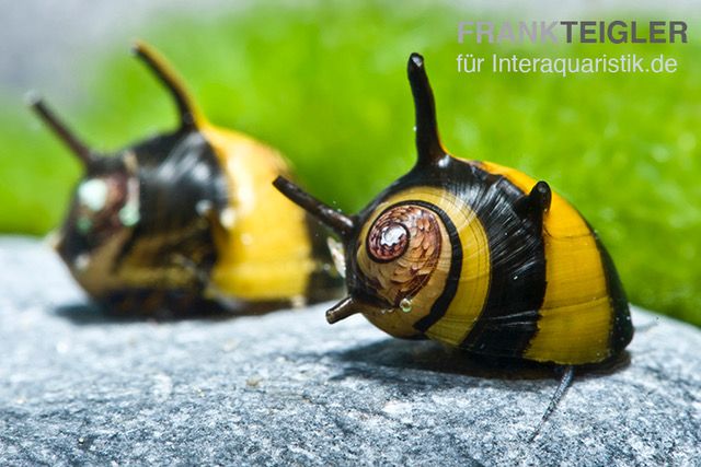 Geweihschnecken kaufen - farbige Geweihschnecken für das Aquarium