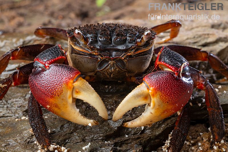 Spider Crab, Neosarmatium meinerti Tiere Krabben