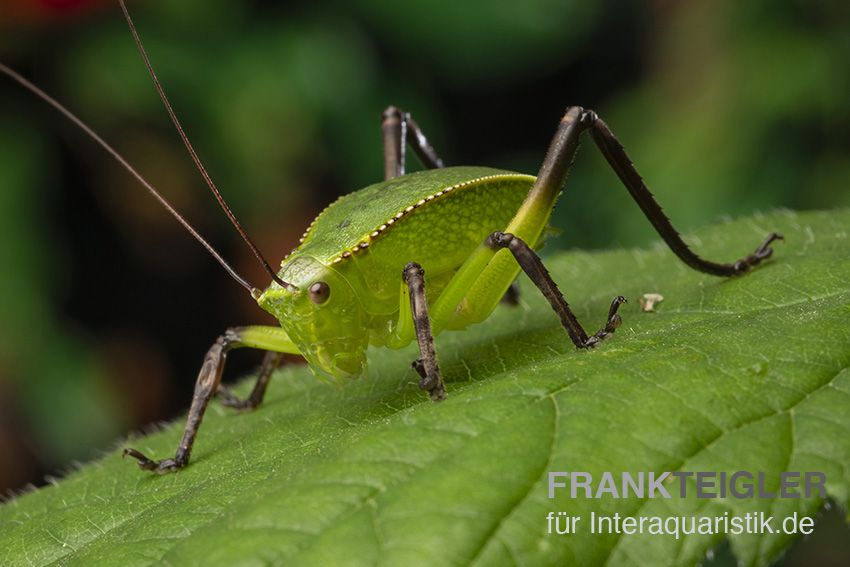 Kamelspinne, Galeodes sp. kaufen