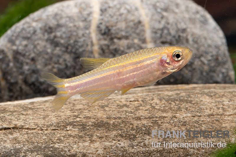 Moosbarbe, Barbus tetrazona Tiere Zierfische