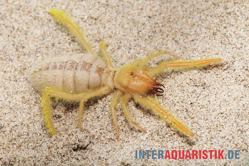 Spinnen bei www.interaquaristik.de