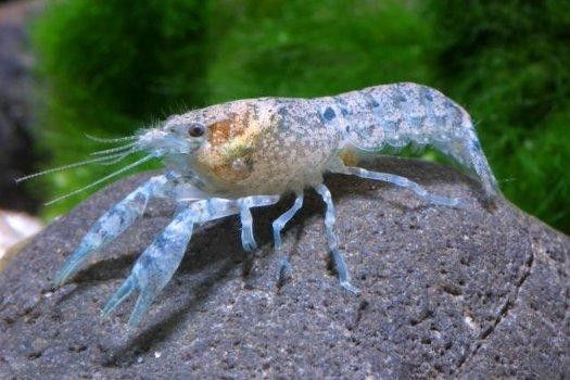 Kleinster Zwergkrebs, Cambarellus diminutus Tiere Krebse