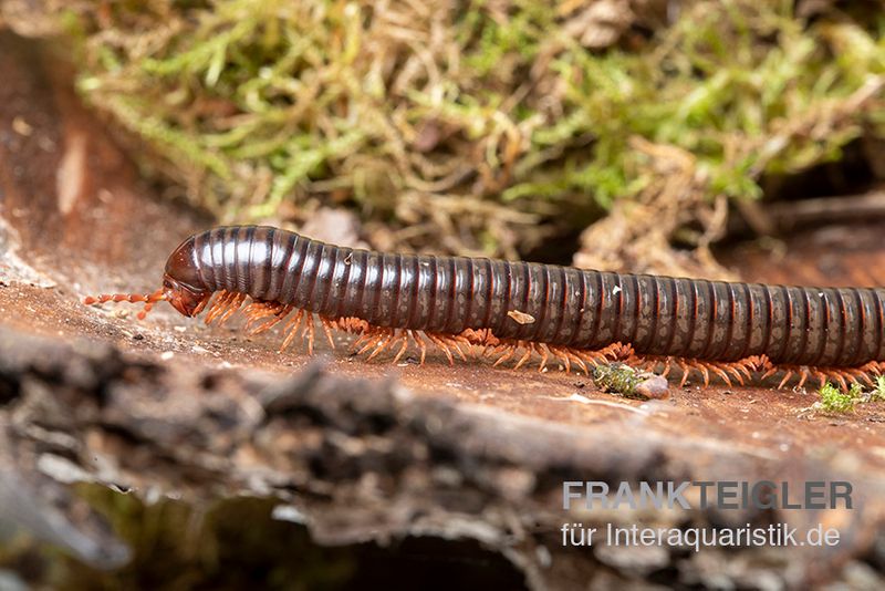 Tausendfüsser und Achatschnecken, Gesundheitspolizei im Terrarium