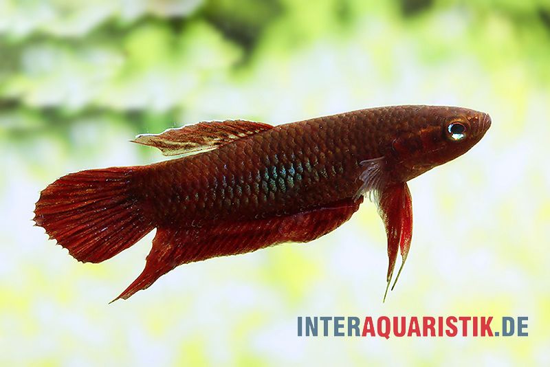Labyrinthfische online kaufen - Fadenfische, Blaubarsche, Guramis