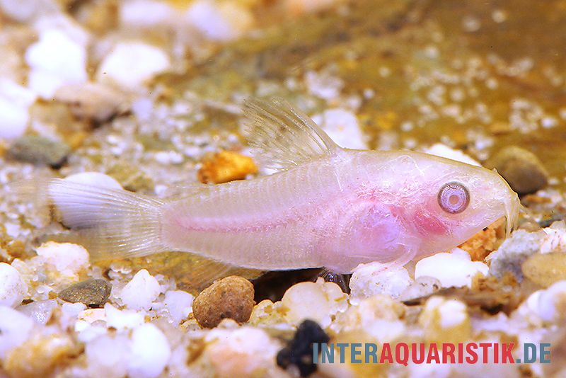 Zwergpanzerwels albino, Corydoras pygmaeus, online kaufen