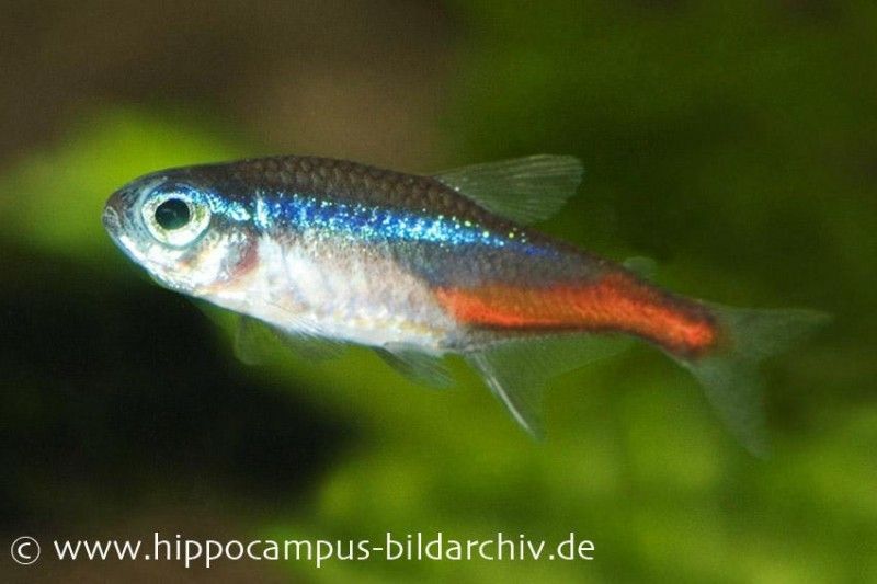 Neonsalmler, Paracheirodon innesi, kaufen, Neon Tetra