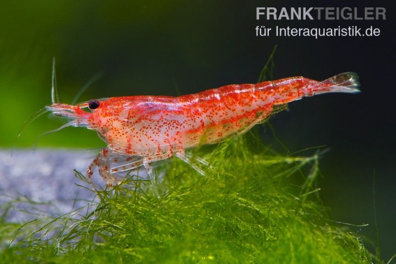 Crystal Red Garnele, Caridina cf. cantonensis Tiere Garnelen