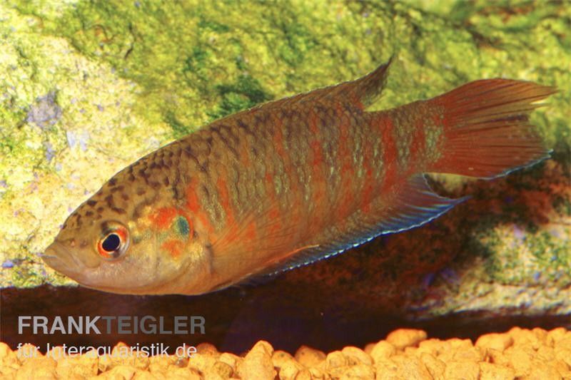 Bettas und Labyrinthfische kaufen – farbige Charakterfische