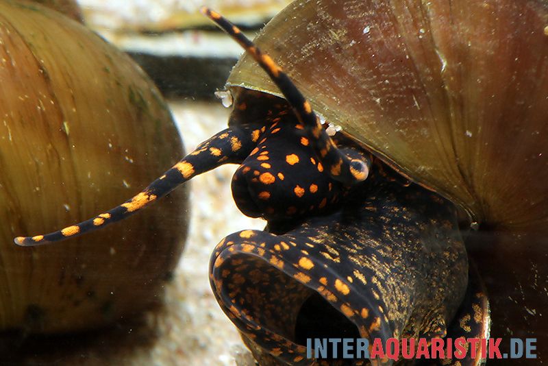 Blue Berry Snail, Notopala sp. Tiere Schnecken