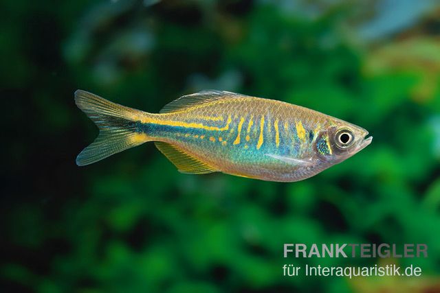 Moosbarbe, Barbus tetrazona Tiere Zierfische