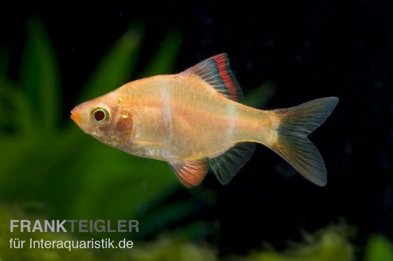 Moosbarbe, Barbus tetrazona Tiere Zierfische