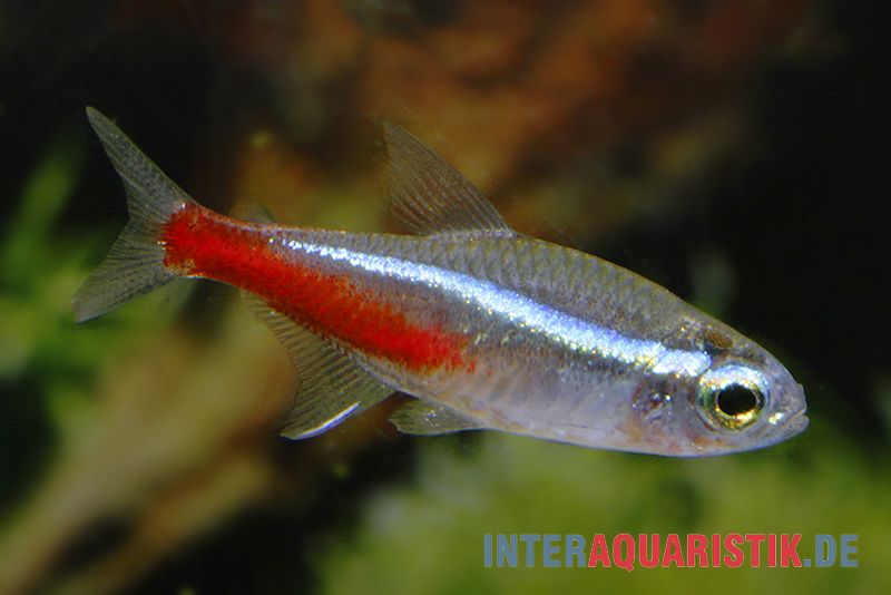 Neonsalmler, Paracheirodon innesi, kaufen, Neon Tetra
