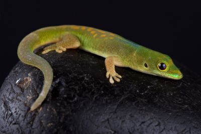 Geckos für das Terrarium kaufen, gesunde Tiere, sichere Herkunft