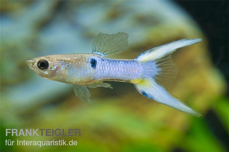 Endler-Guppys
