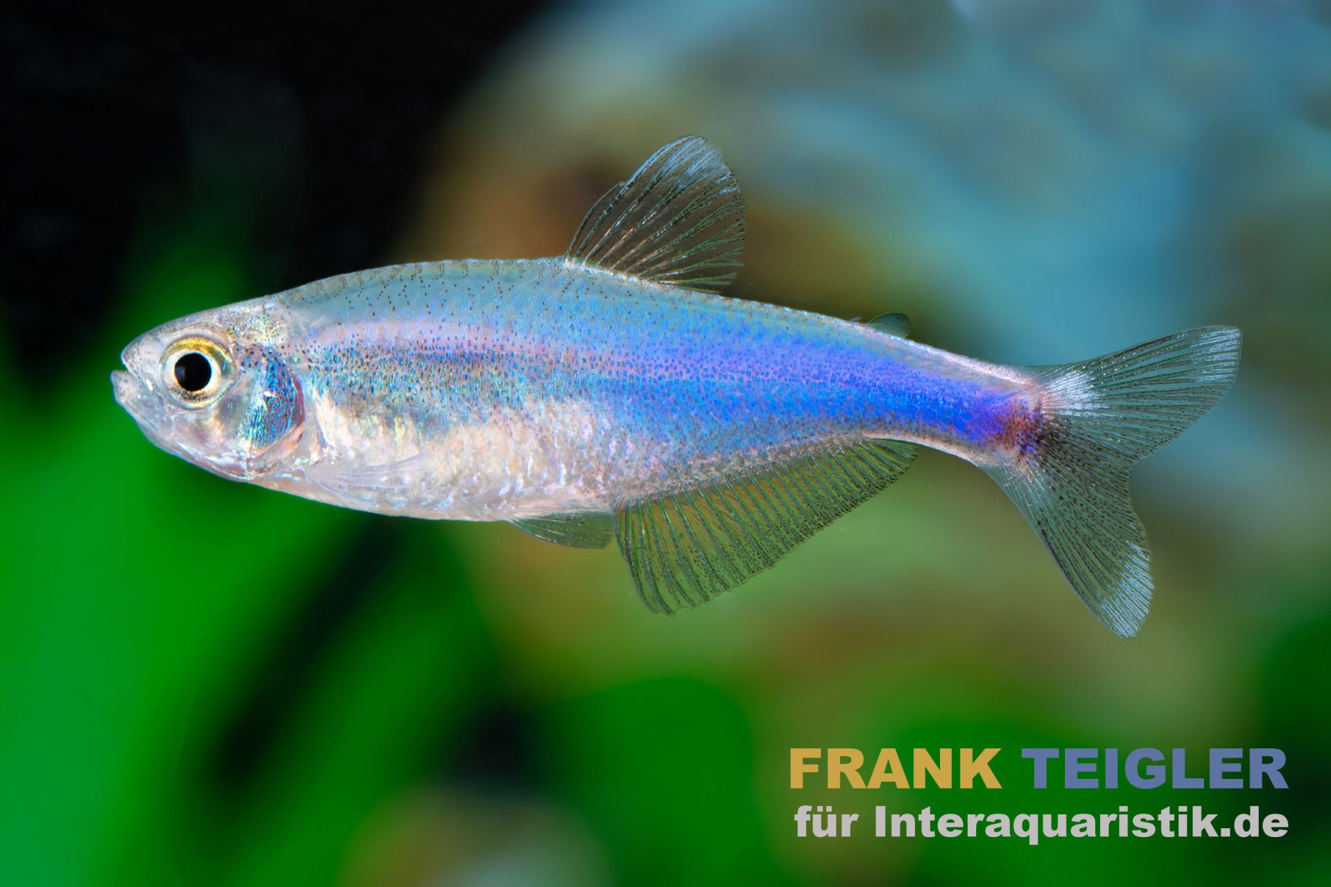 Blauer Borki-Salmler – Knodus borki für Gesellschaftsaquarien