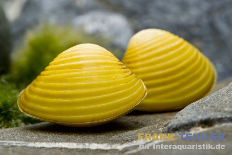 Goldene Körbchenmuschel, Corbicula javanicus Muscheln