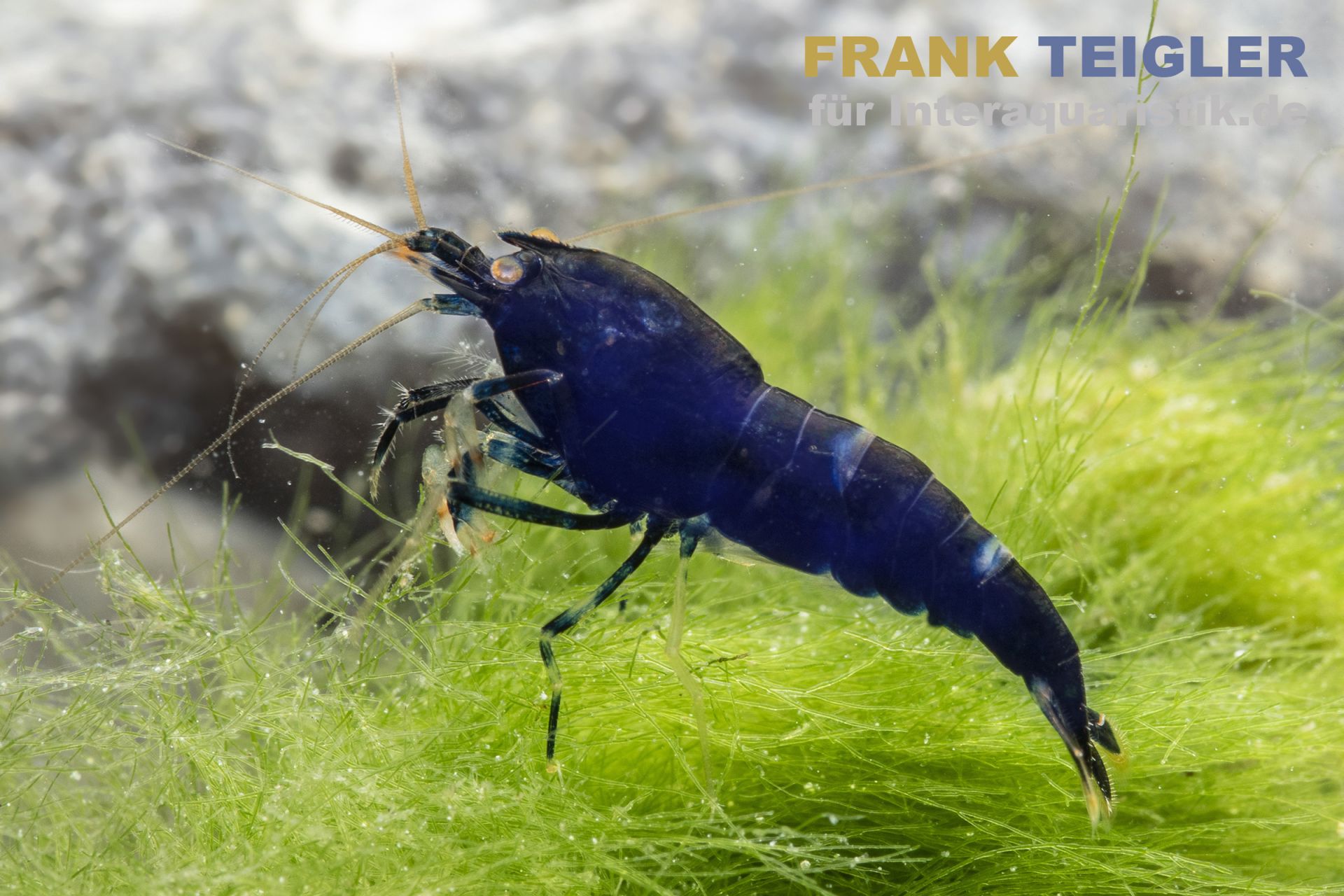 Blaue Tigergarnele "Deep Blue", Caridina mariae, kaufen