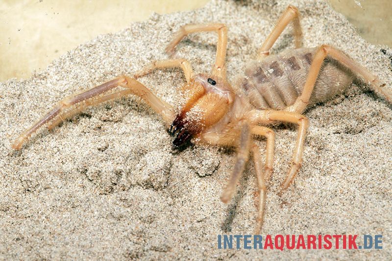 Kamelspinne, Galeodes sp. kaufen