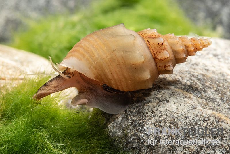 Riesen-Turmdeckelschnecke, Brotia herculea Tiere Schnecken
