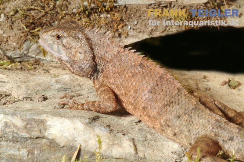 Indische Gartenagame, Calotes versicolor kaufen