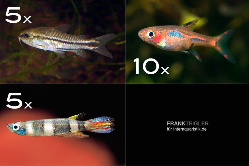 Zierfischsortimente für Einsteiger und Fortgeschrittene