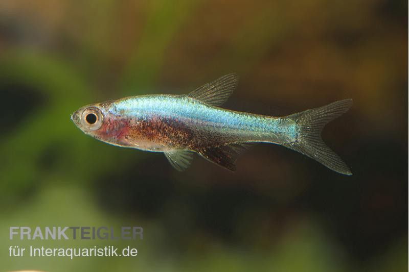 Moosbarbe, Barbus tetrazona Tiere Zierfische