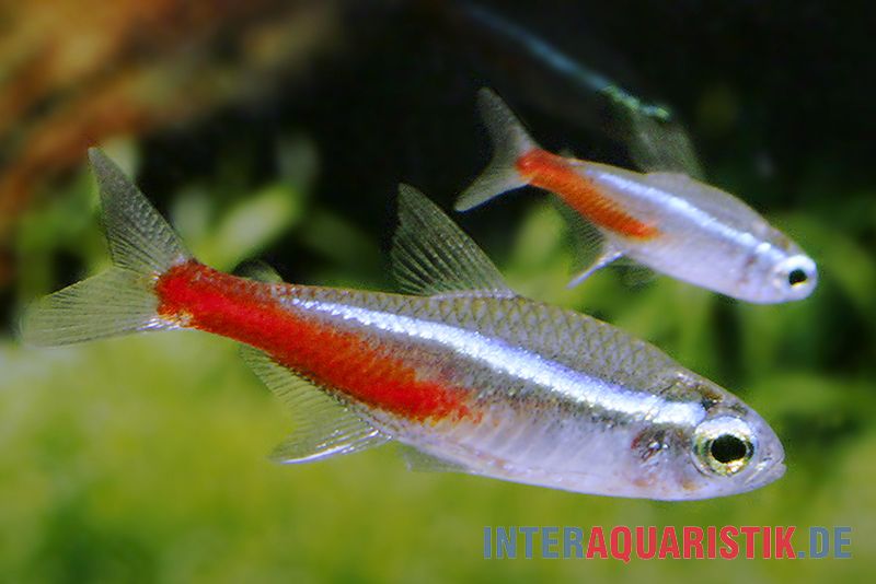 Neonsalmler, Paracheirodon innesi, kaufen, Neon Tetra