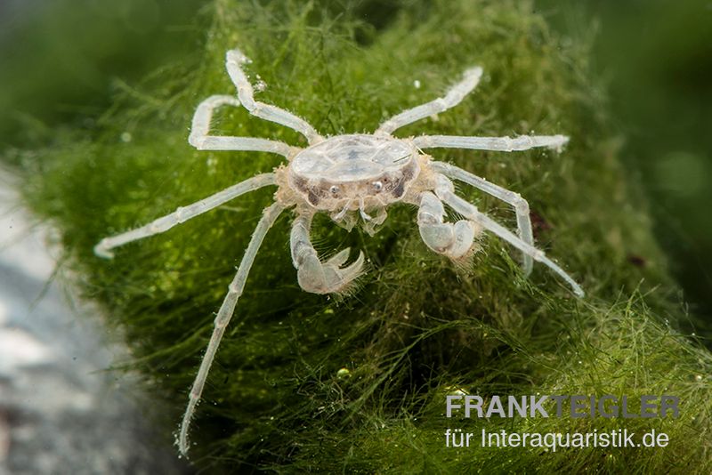 Krabben für Aquarium und Terrarium im Shop kaufen