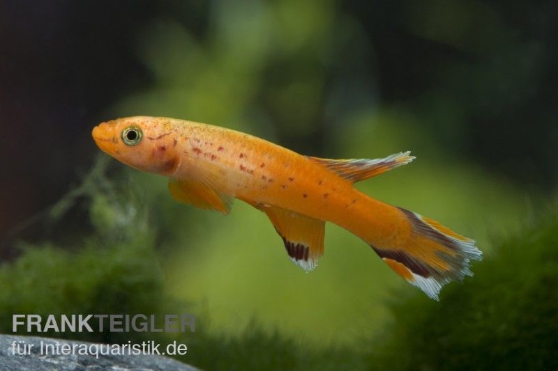 Killifische für das Aquarium im Shop kaufen