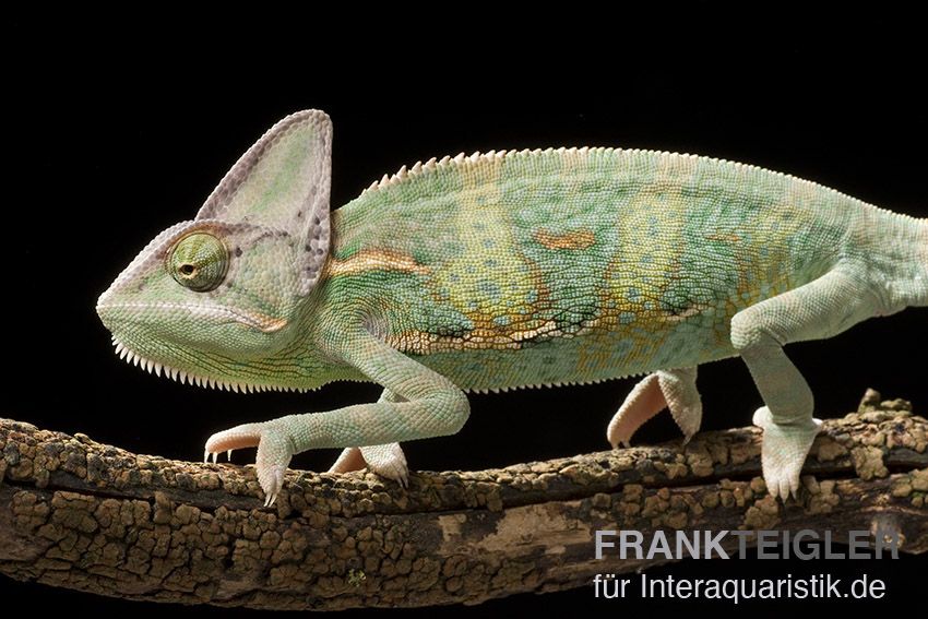 Kamelspinne, Galeodes sp. kaufen