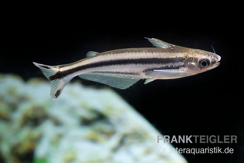 Afrikanischer Glaswels, Pareutropius debauwi kaufen