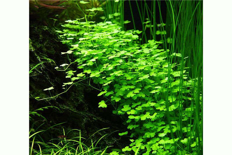 Hydrocotyle cf. tripartita (H. sp. "Japan"), online kaufen